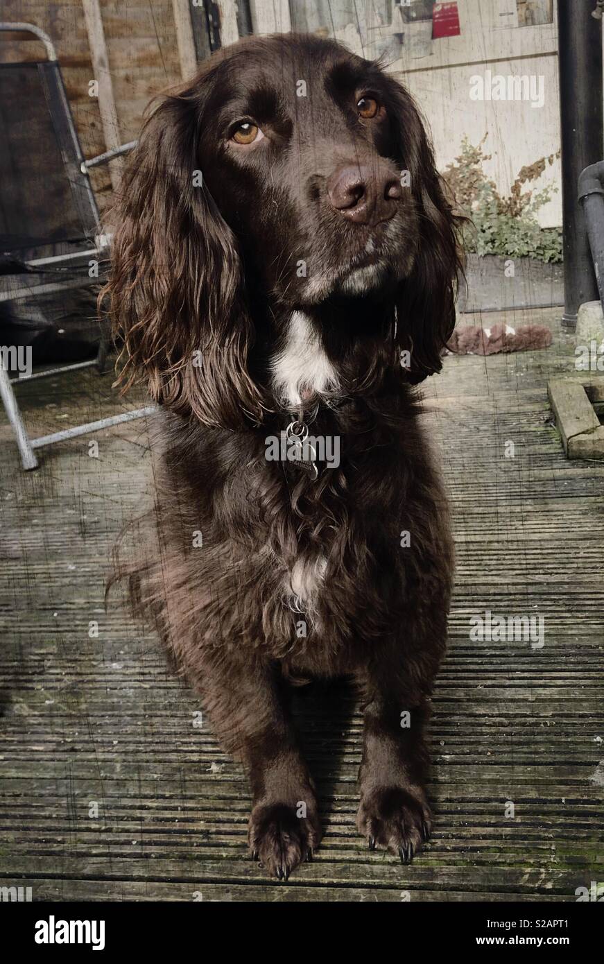 Chocolate cocker spaniel Banque de photographies et d’images à haute ...