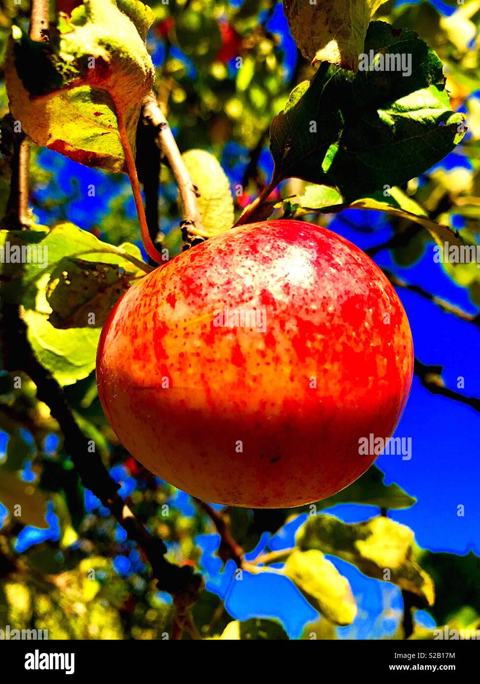 Fruit d'automne Banque de photographies et d’images à haute résolution ...