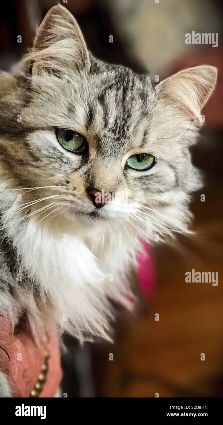 Chat aux yeux verts Banque de photographies et d’images à haute ...