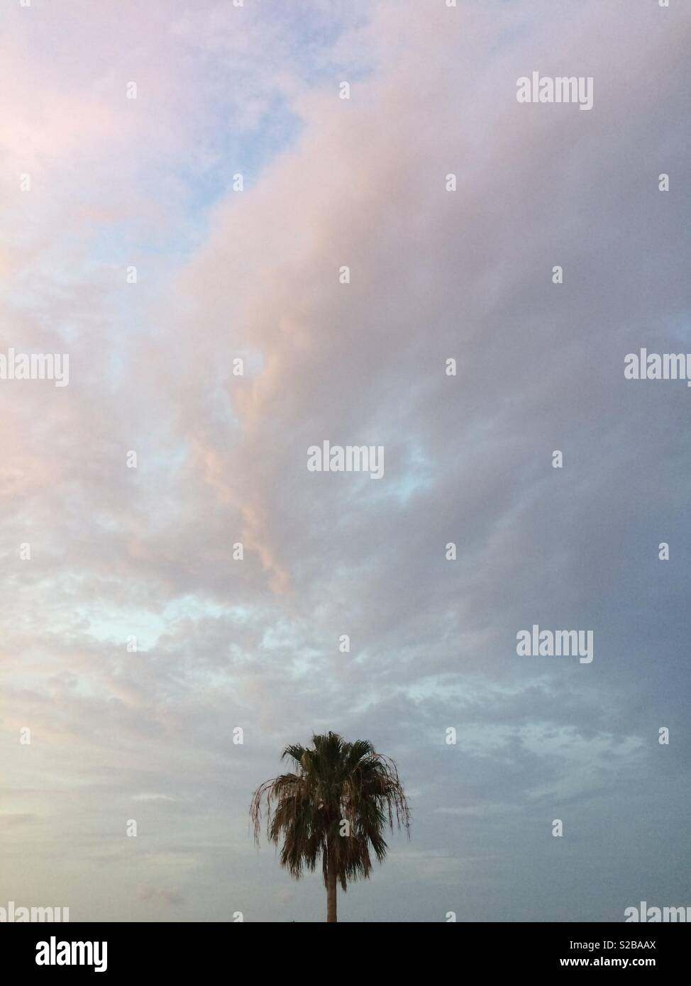 Solitaire palm Banque de photographies et d’images à haute résolution ...