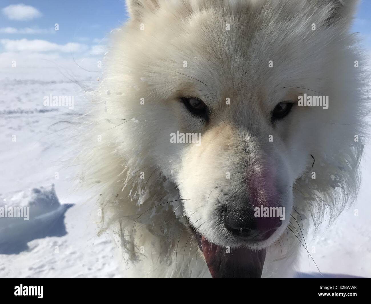 Inuit dog Banque de photographies et d’images à haute résolution - Alamy