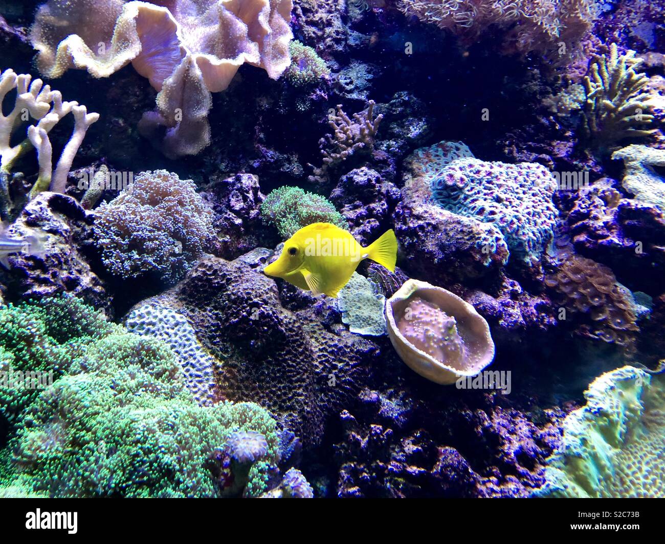 Poisson jaune Banque de photographies et d’images à haute résolution ...