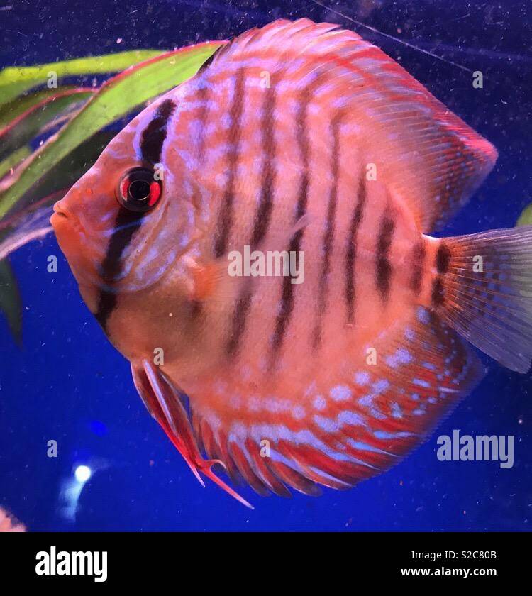 Poisson discus Banque de photographies et d’images à haute résolution ...