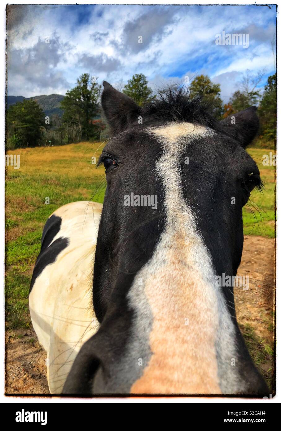 Visage de cheval Banque de photographies et d’images à haute résolution ...