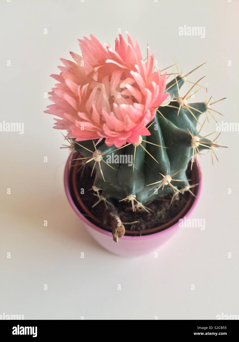 Cactus fleur rose Banque de photographies et d’images à haute ...