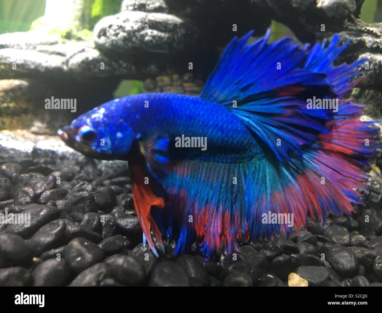 Fighter fish Banque de photographies et d’images à haute résolution - Alamy