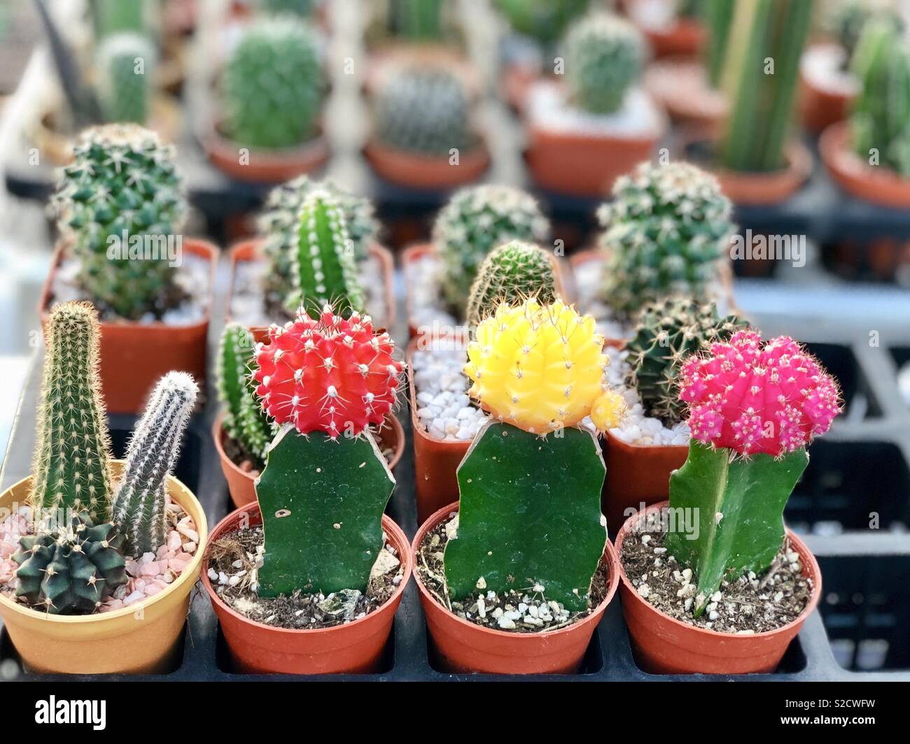 Fleur de cactus Banque de photographies et d’images à haute résolution ...