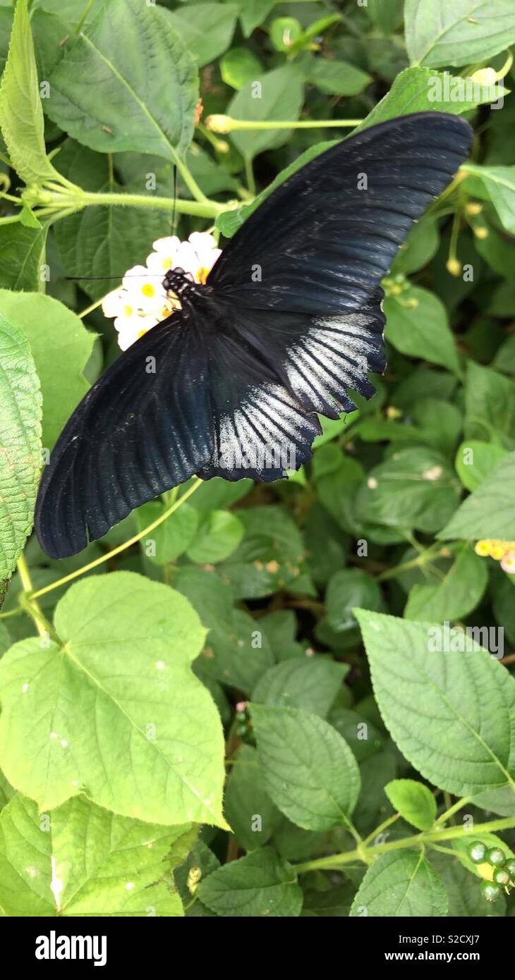 Stratford butterfly farm Banque de photographies et d’images à haute ...