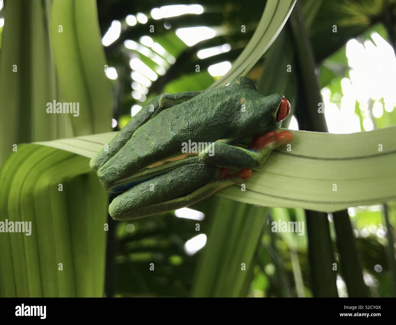 Grenouille du costa rica Banque de photographies et d’images à haute ...