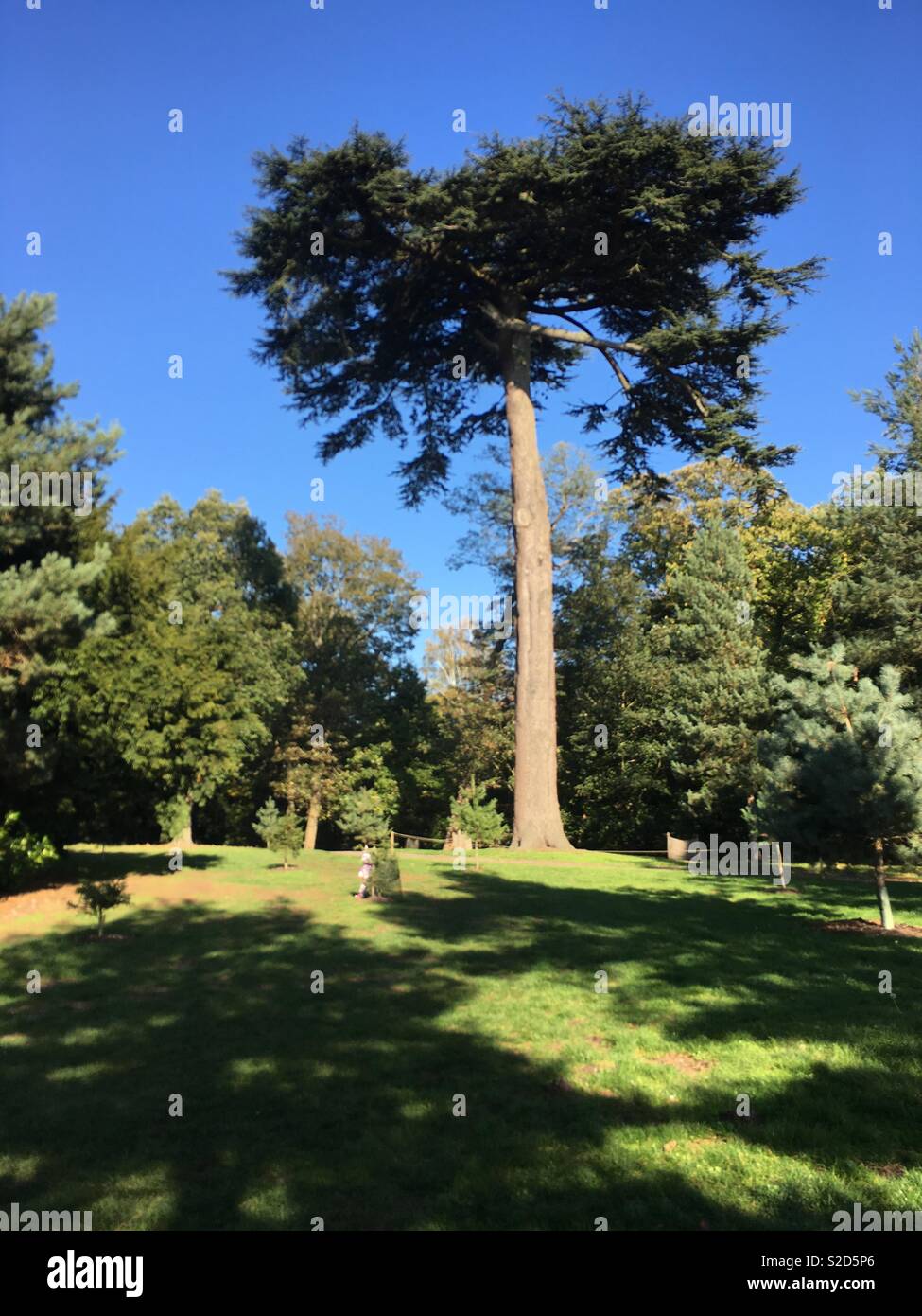 Arbre haut Banque de photographies et d’images à haute résolution - Alamy