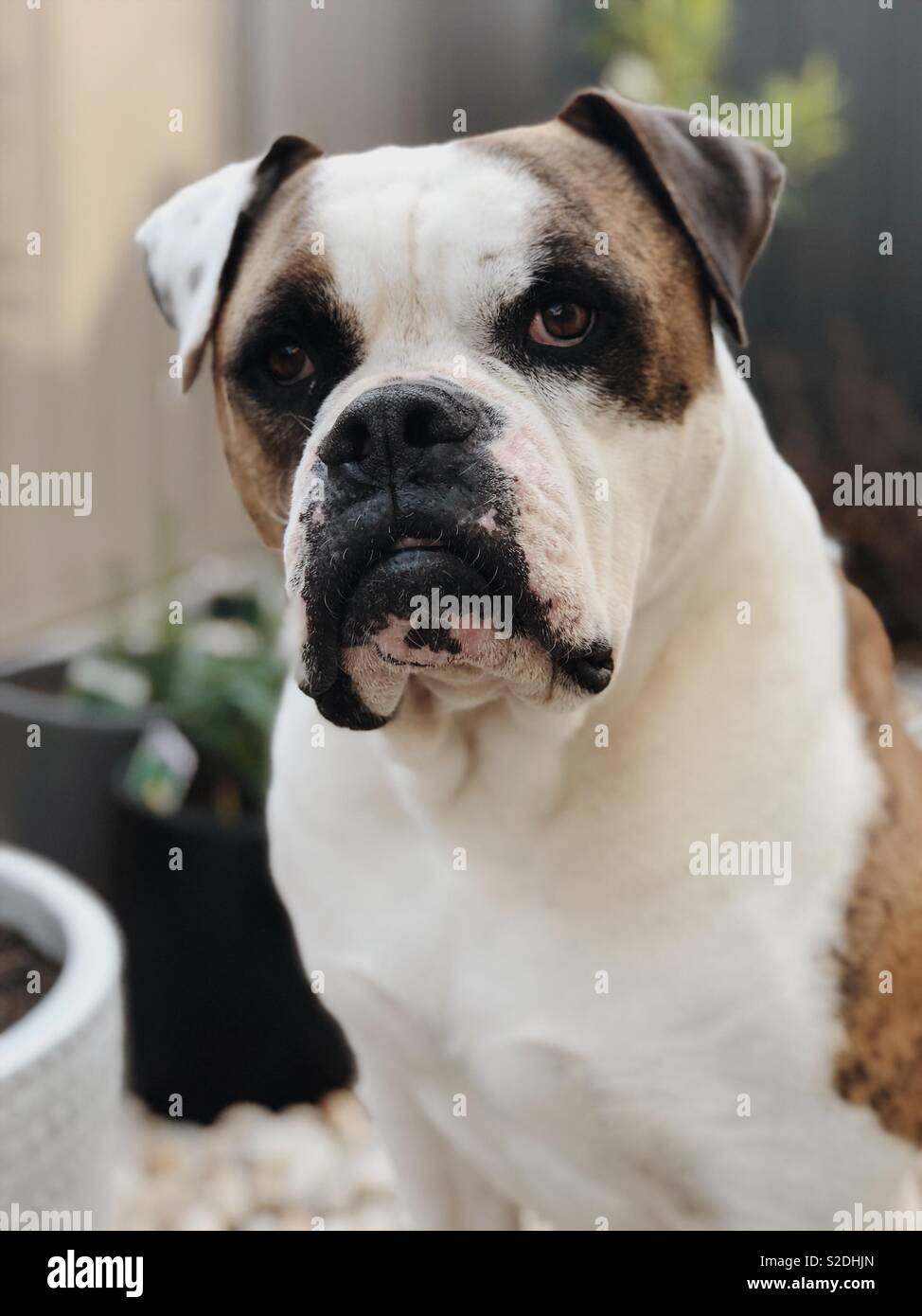 Scott american bulldog Banque de photographies et d’images à haute ...