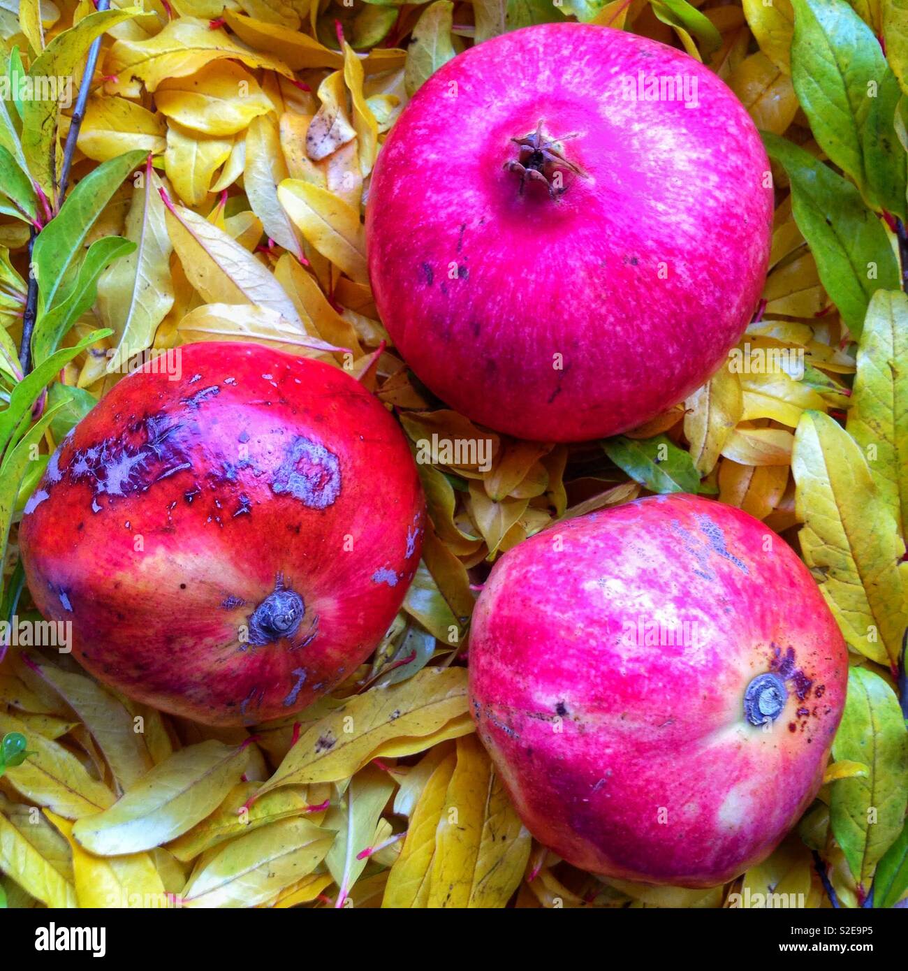 Grenade fruit Banque de photographies et d’images à haute résolution ...