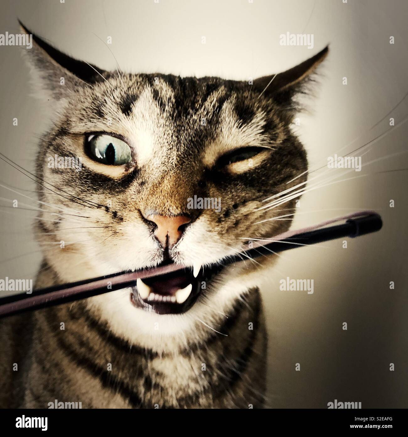 Chat fou drôle Banque de photographies et d’images à haute résolution ...