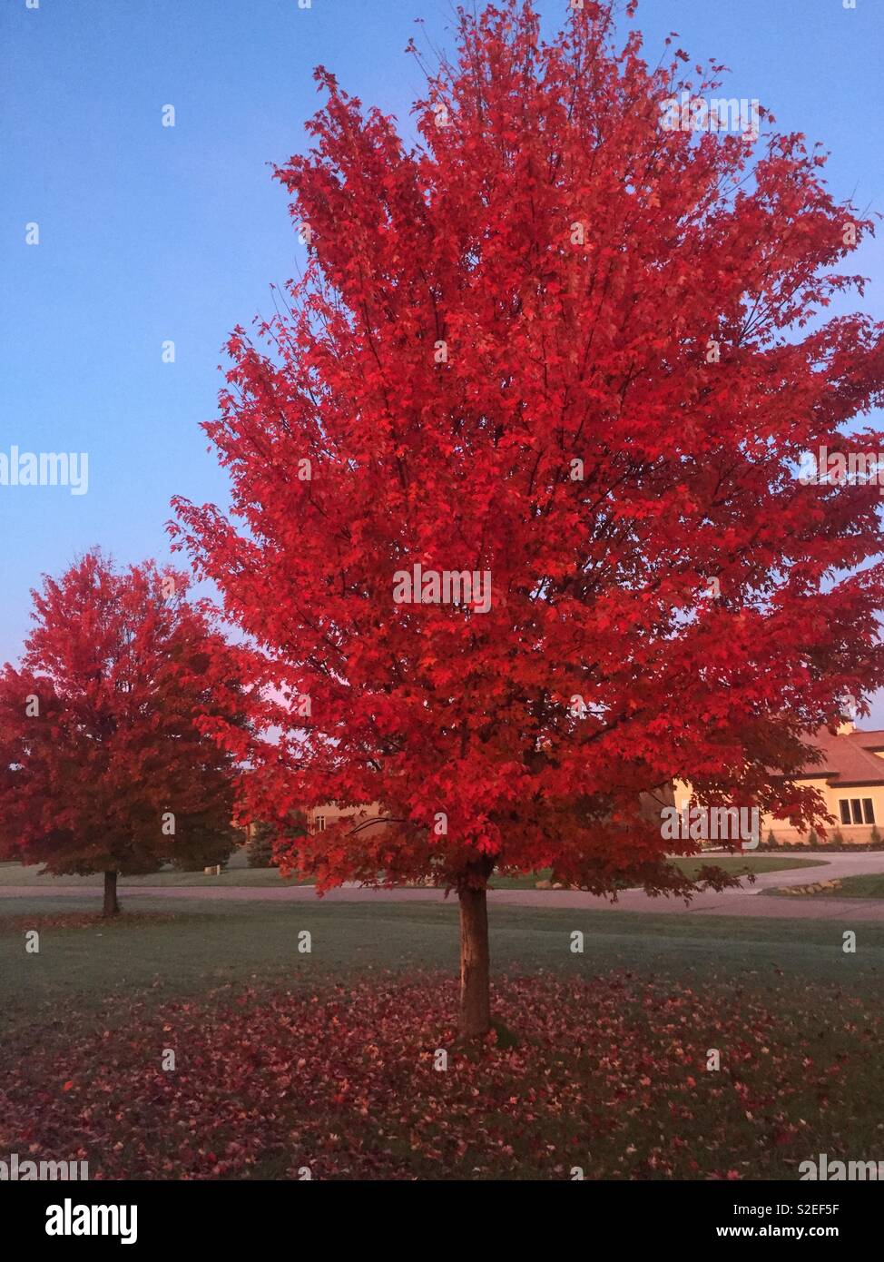 Crimson king maple tree Banque de photographies et d’images à haute ...