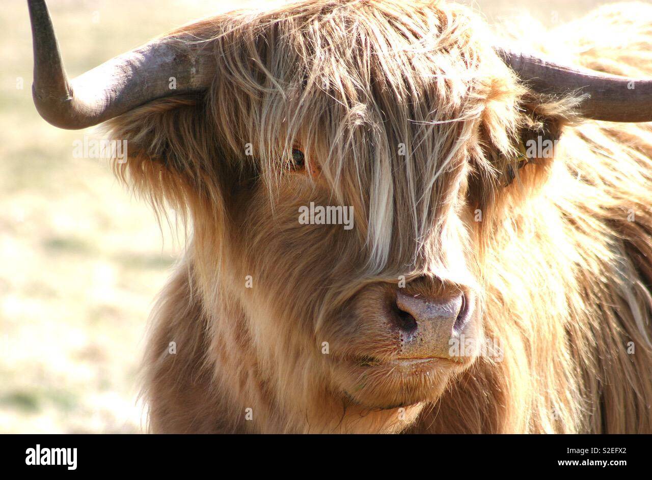 Vache angus Banque de photographies et d’images à haute résolution - Alamy