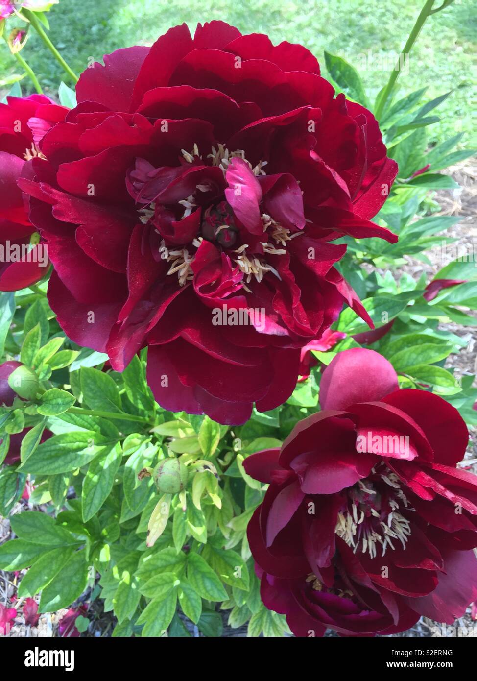 Pivoines rouges Banque de photographies et d’images à haute résolution ...
