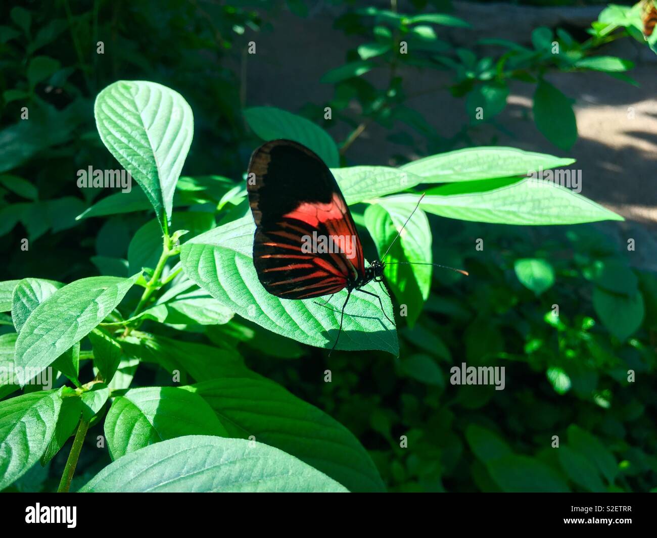 Insecte rouge et noir Banque de photographies et d’images à haute ...