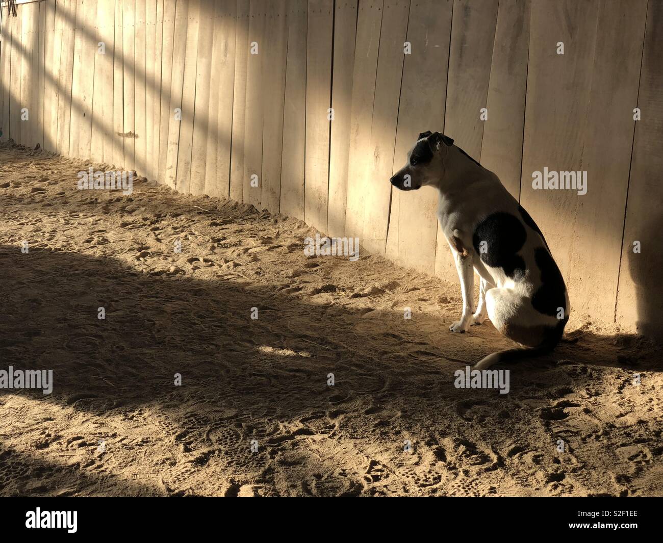 Chien dans la grange Banque de photographies et d’images à haute ...