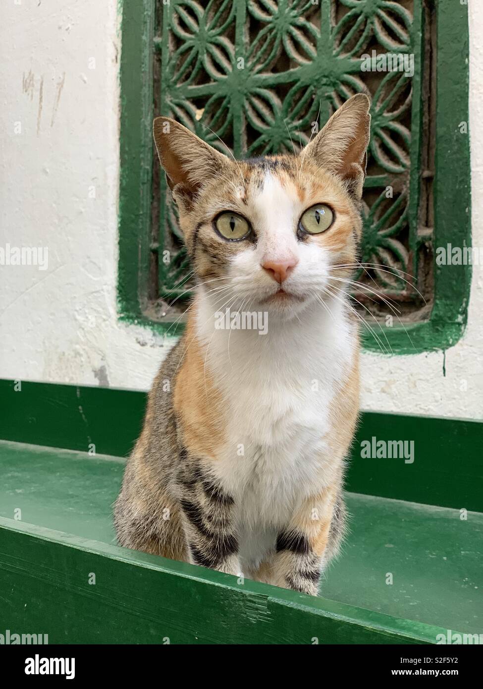 Chat au maroc Banque de photographies et d’images à haute résolution ...