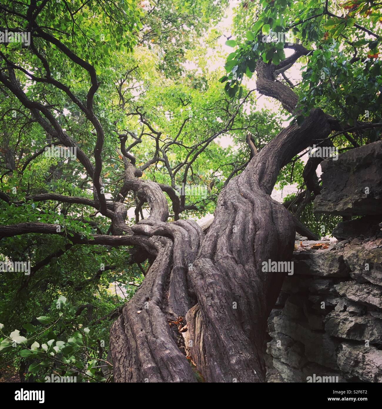 Un arbre tordu gnarly Photo Stock - Alamy