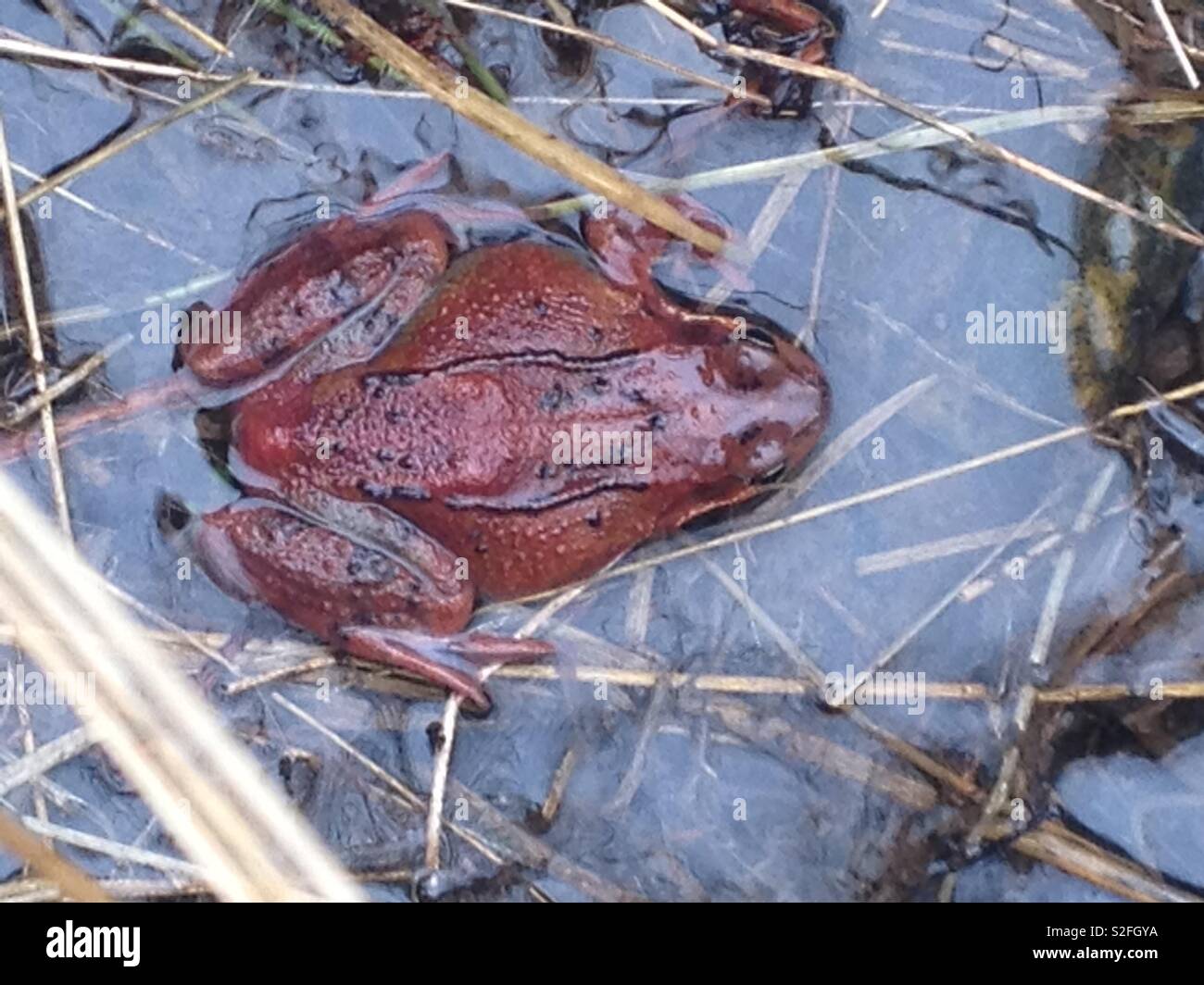 Grenouille rouge Banque de photographies et d’images à haute résolution ...