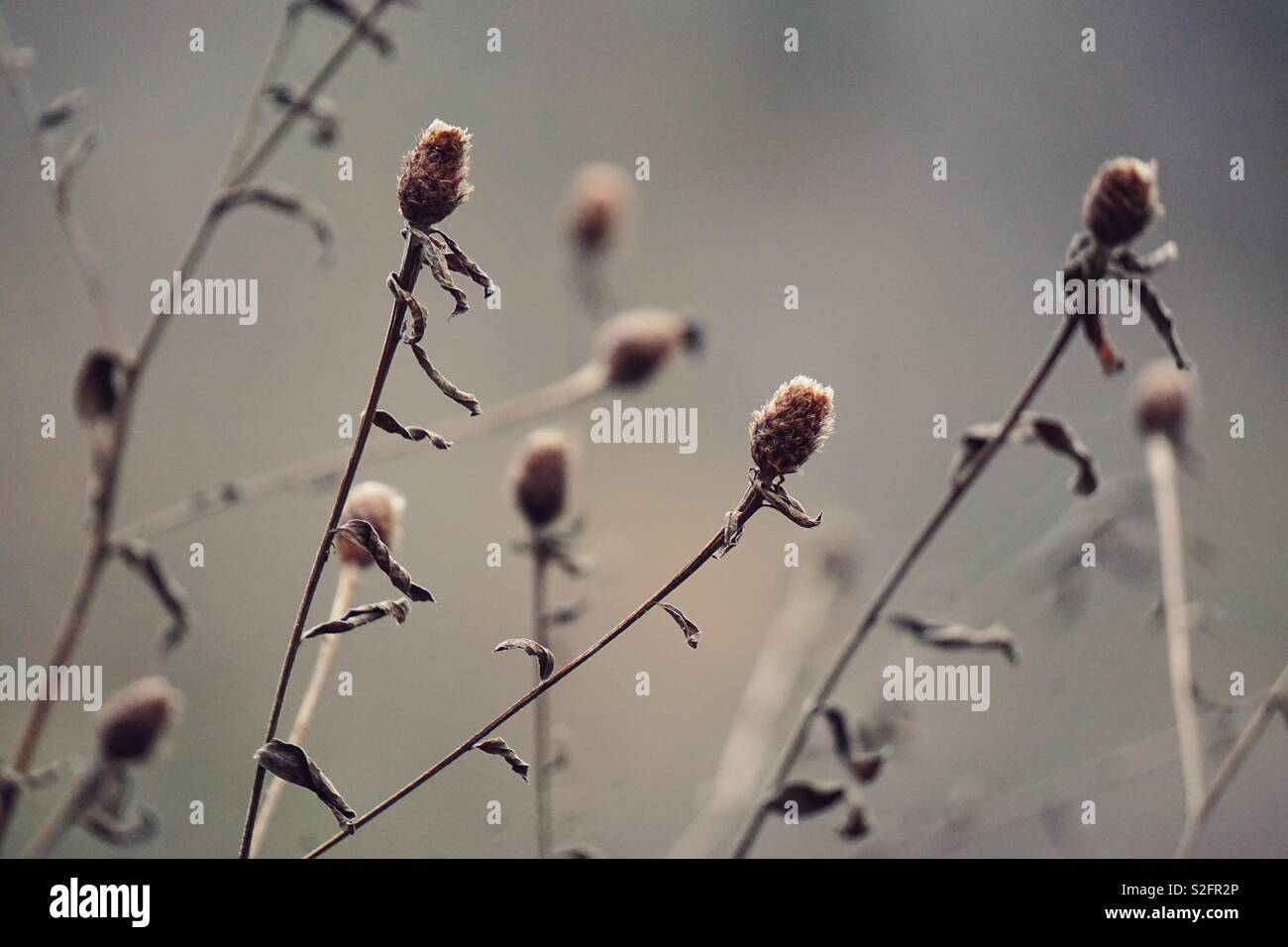 Fleurs plantes et jardin Banque de photographies et d’images à haute ...