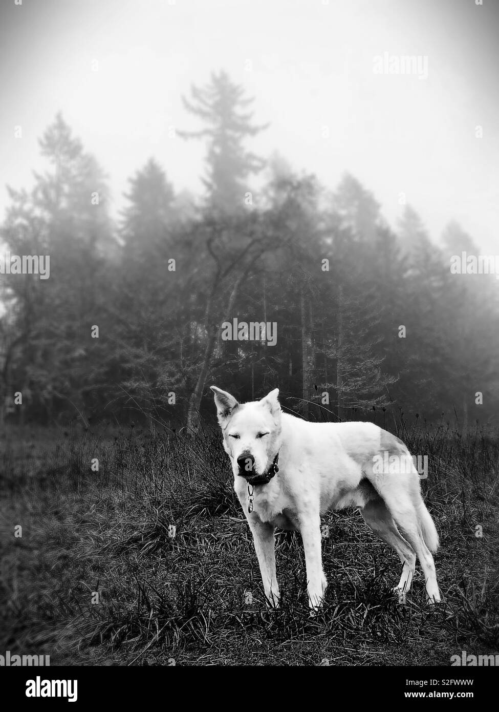 Chien qui louche Banque d'images noir et blanc - Alamy