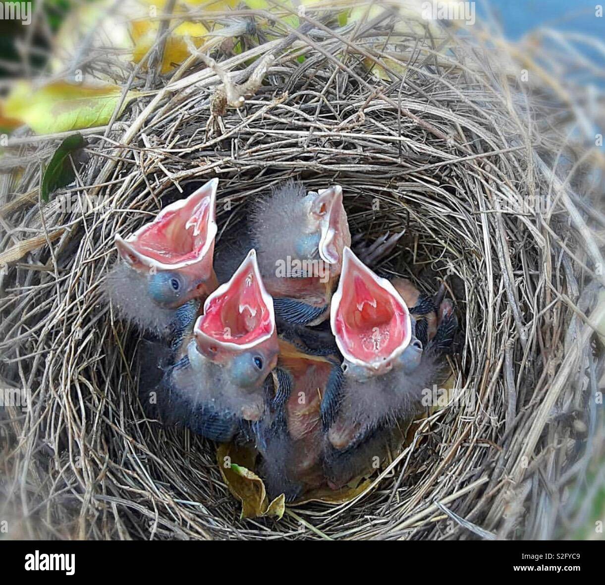 Baby birds Banque de photographies et d’images à haute résolution - Alamy