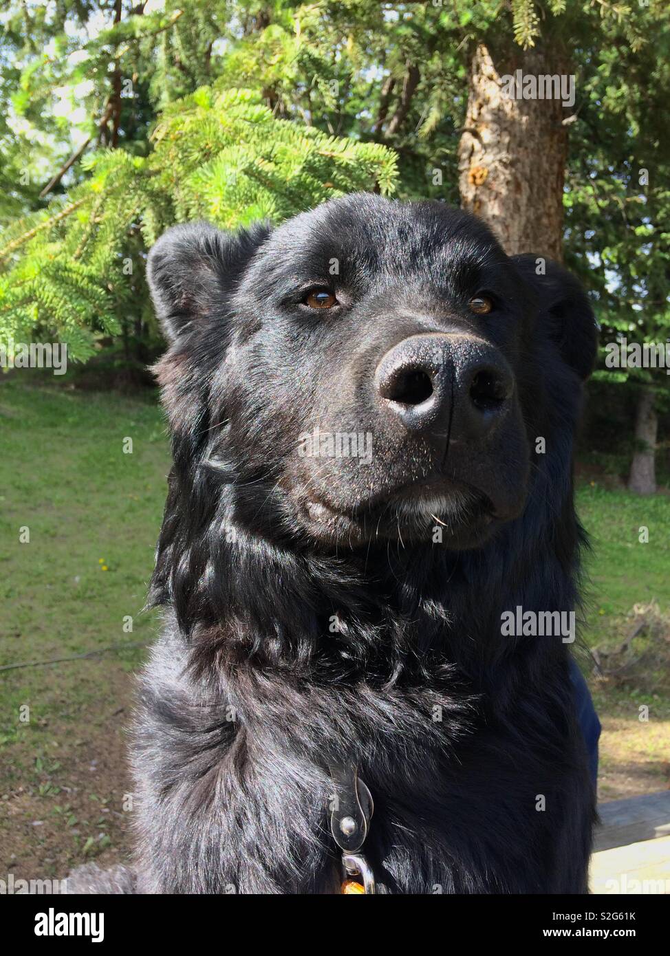 Chien vert Banque de photographies et d’images à haute résolution - Alamy