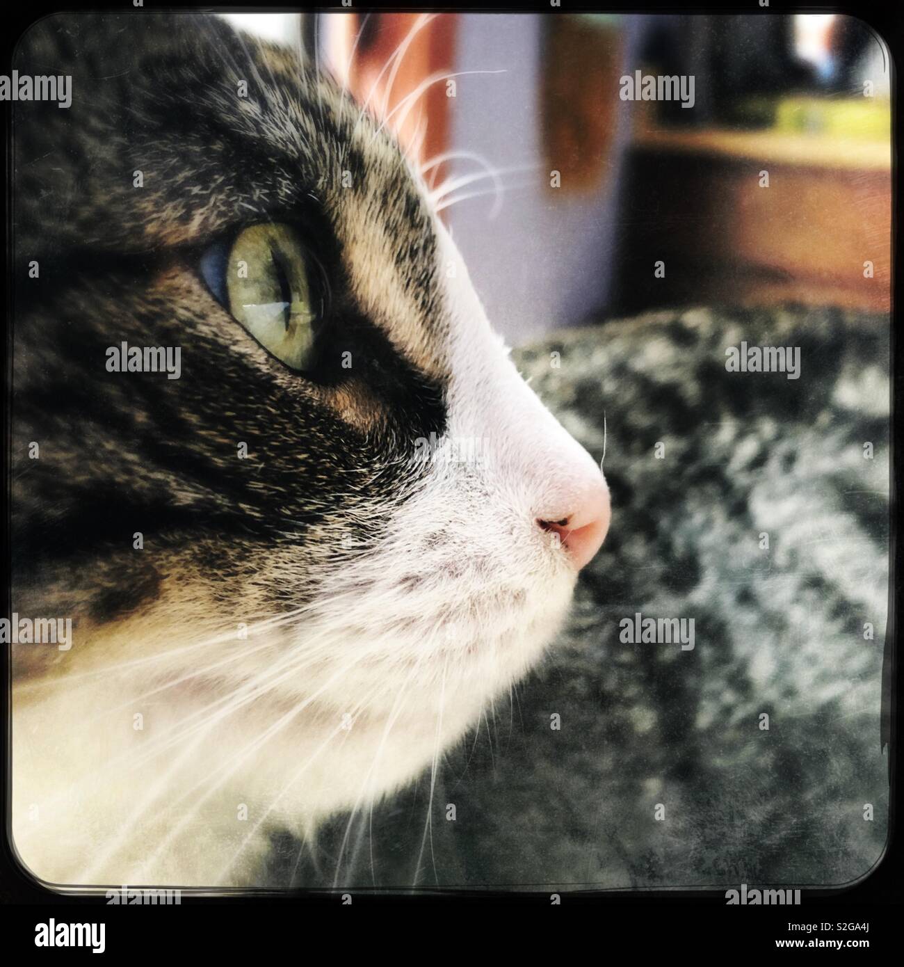 Cat profile Banque de photographies et d’images à haute résolution - Alamy