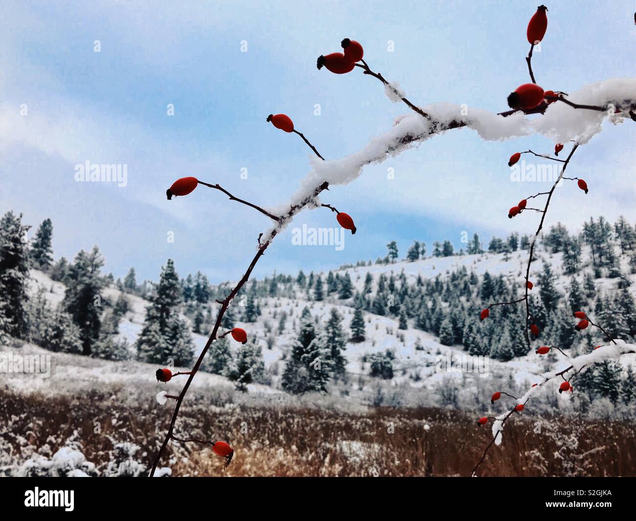 Bouton de rose avec espace de copie Banque d'image et photos - Alamy