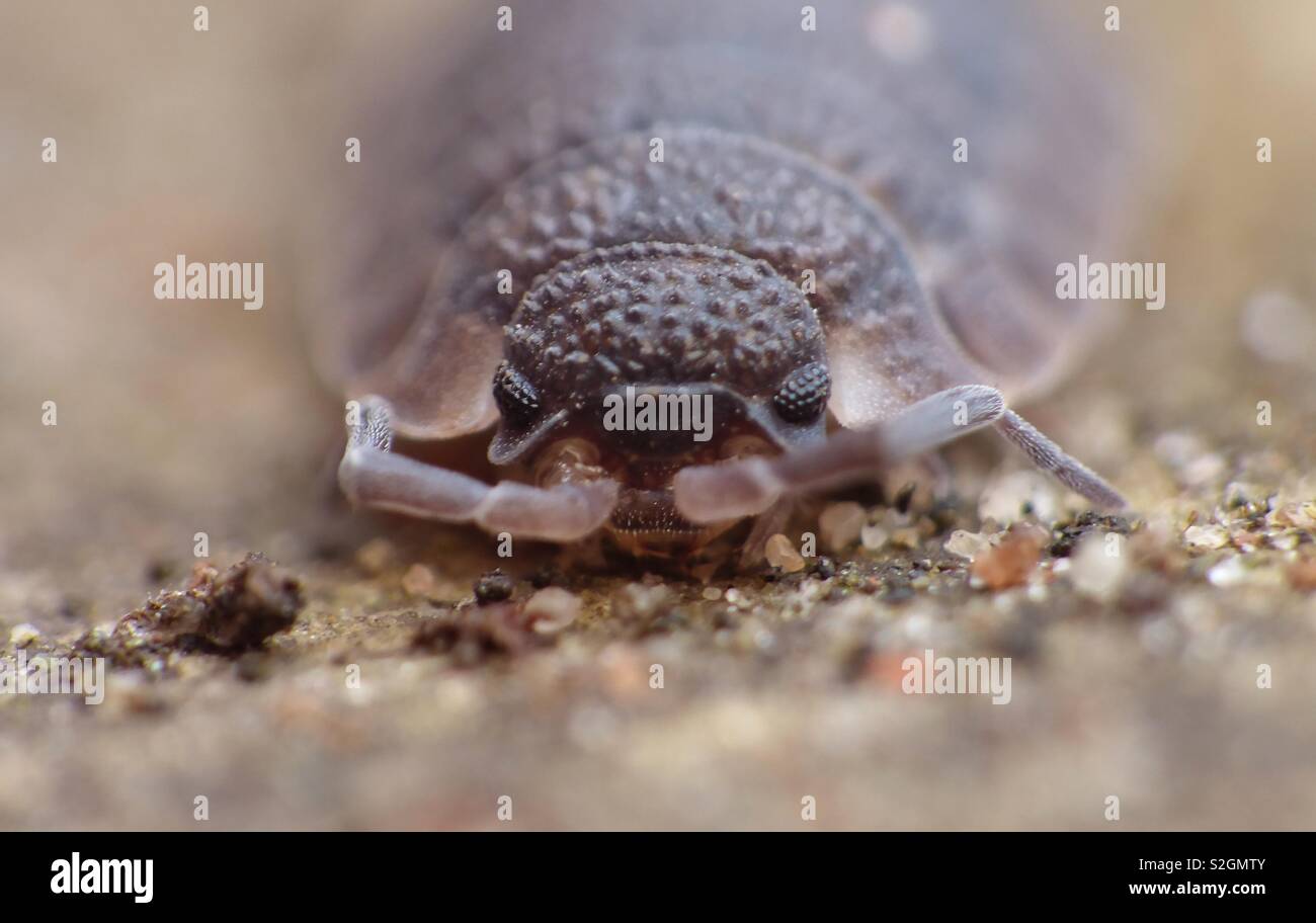 Poux de bois Banque de photographies et d’images à haute résolution - Alamy