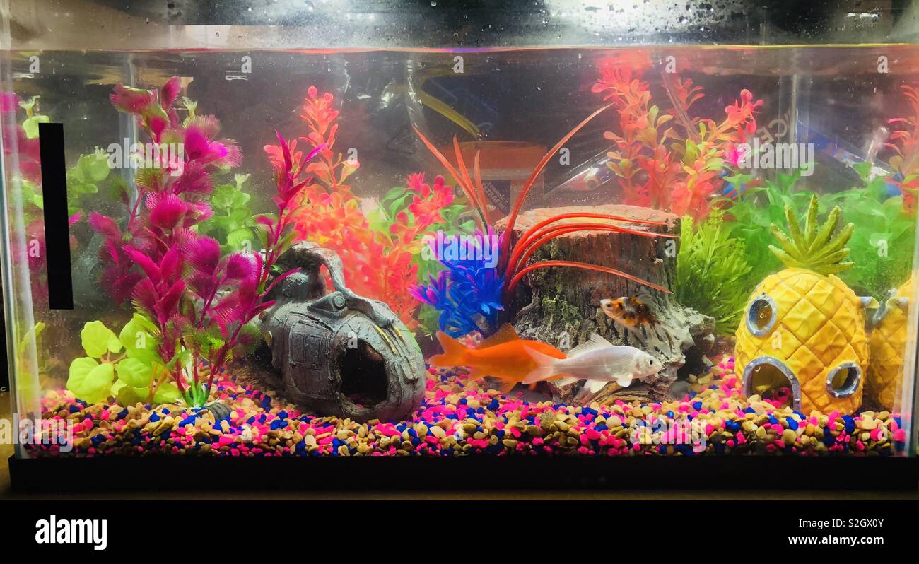 La vie aquatique Banque de photographies et d’images à haute résolution ...