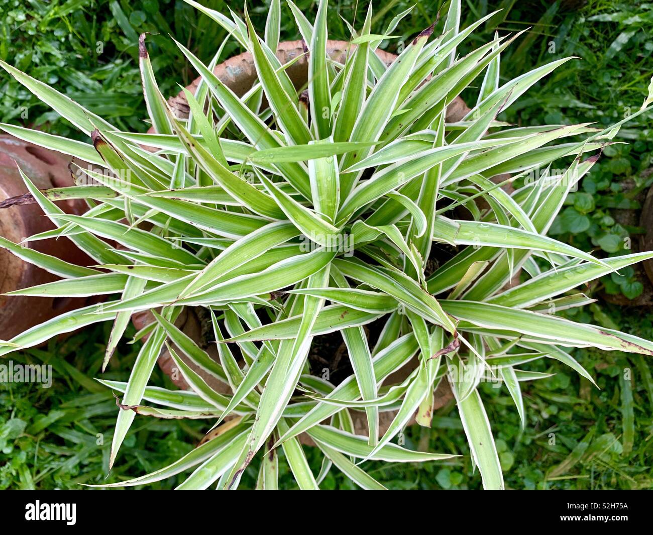 Spider plant chlorophytum comosum Banque de photographies et d’images à ...