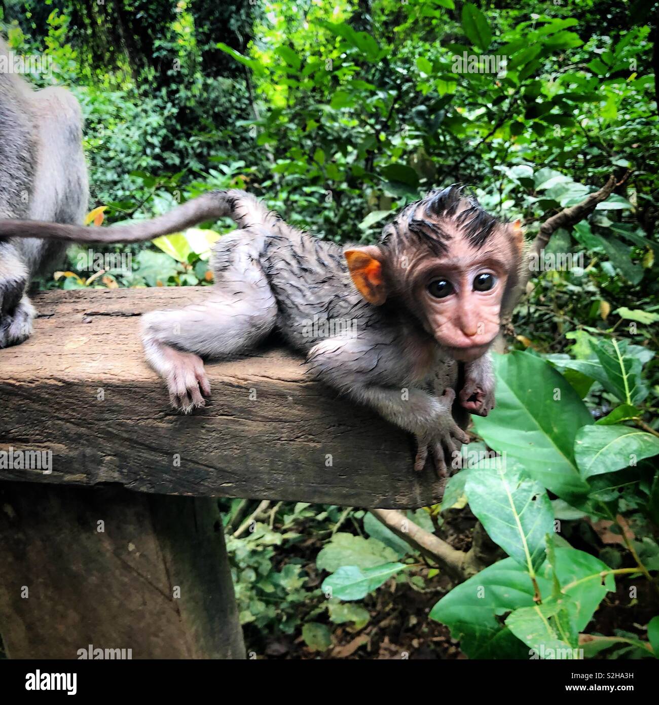 Singe forêt bali Banque de photographies et d’images à haute résolution ...