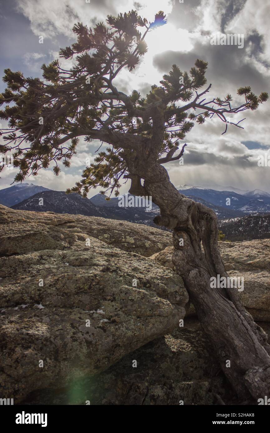 Arbre qui pousse sur un rocher Banque de photographies et d’images à ...