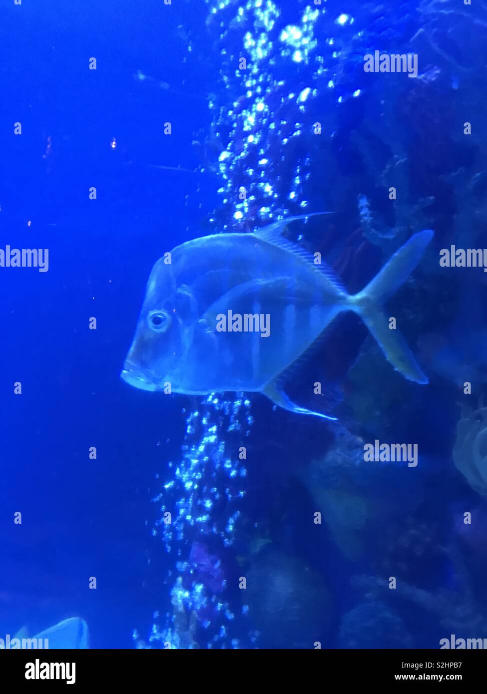 Poisson bleu Banque de photographies et d’images à haute résolution - Alamy