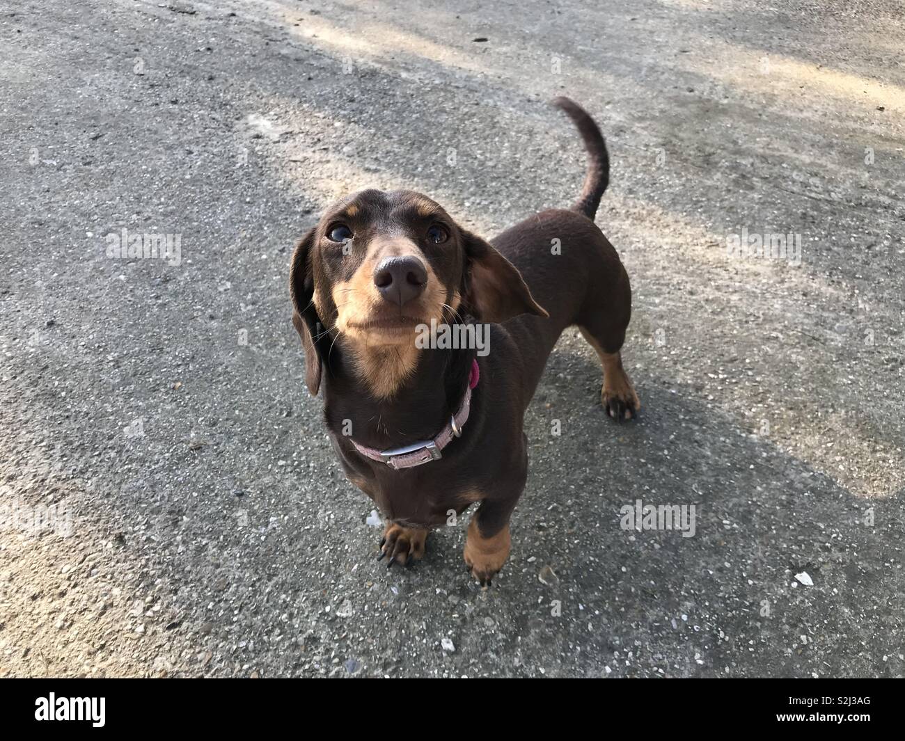 Chien de saucisse Banque de photographies et d’images à haute ...