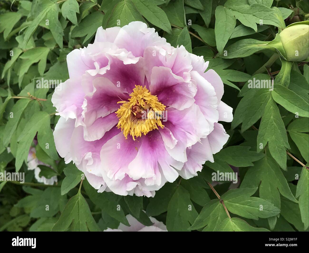 Japanese tree peony Banque de photographies et d’images à haute ...