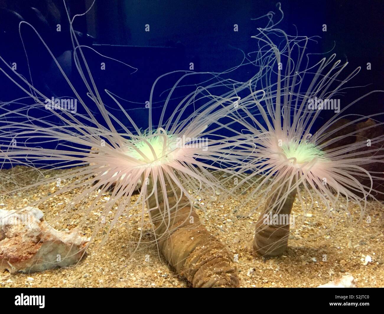 Magnifique anémone de mer Banque de photographies et d’images à haute ...