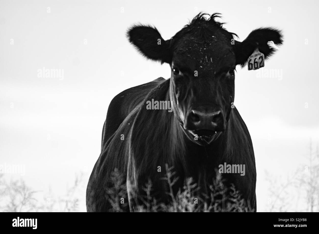 Vache noire et blanc Banque d'images noir et blanc - Alamy
