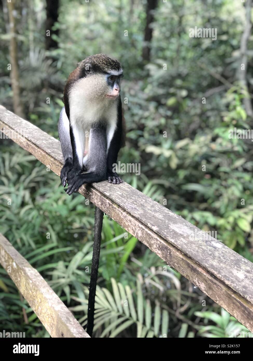 Mona Guenon Banque d'image et photos - Alamy