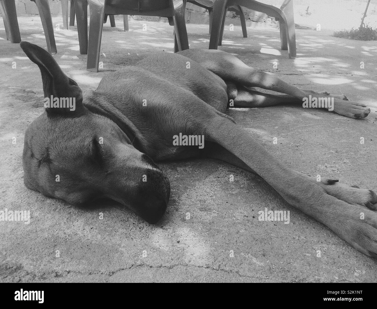 Chien endormi Banque de photographies et d’images à haute résolution ...