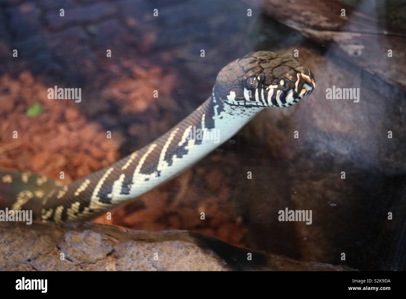 Sifflement du serpent Banque de photographies et d’images à haute ...