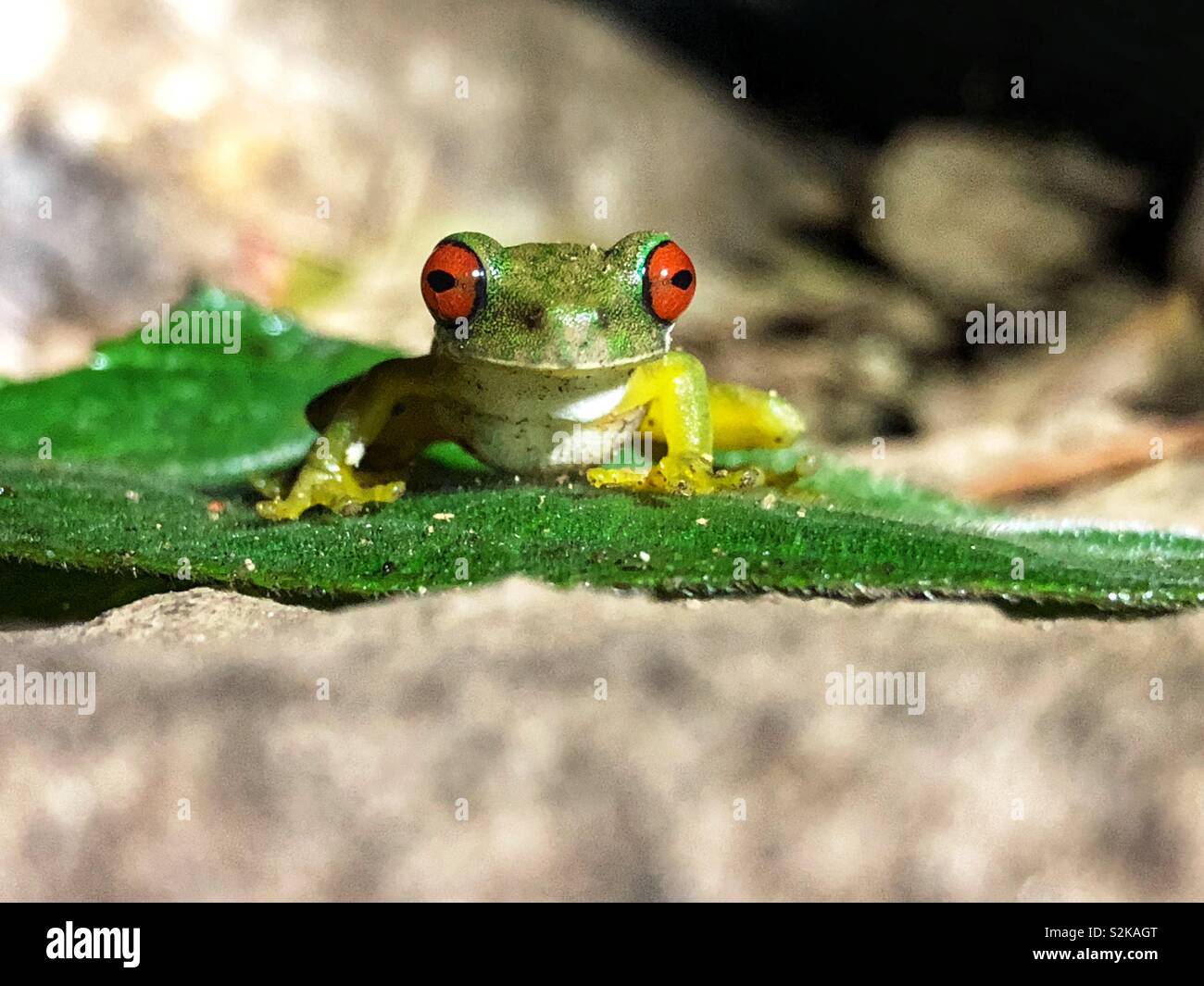Grenouille aux yeux rouges Banque de photographies et d’images à haute ...