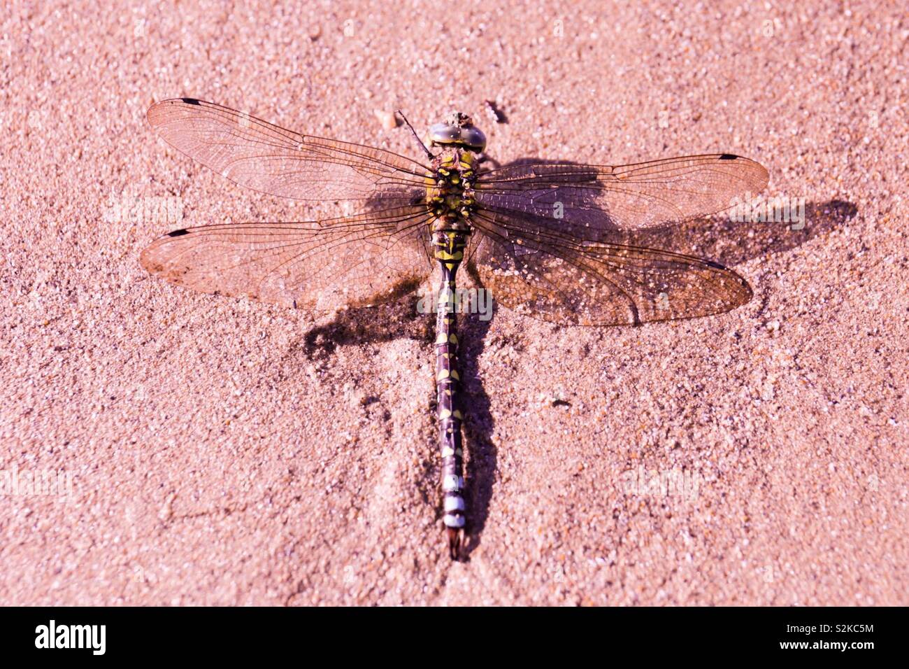 Libellule rose Banque de photographies et d’images à haute résolution ...