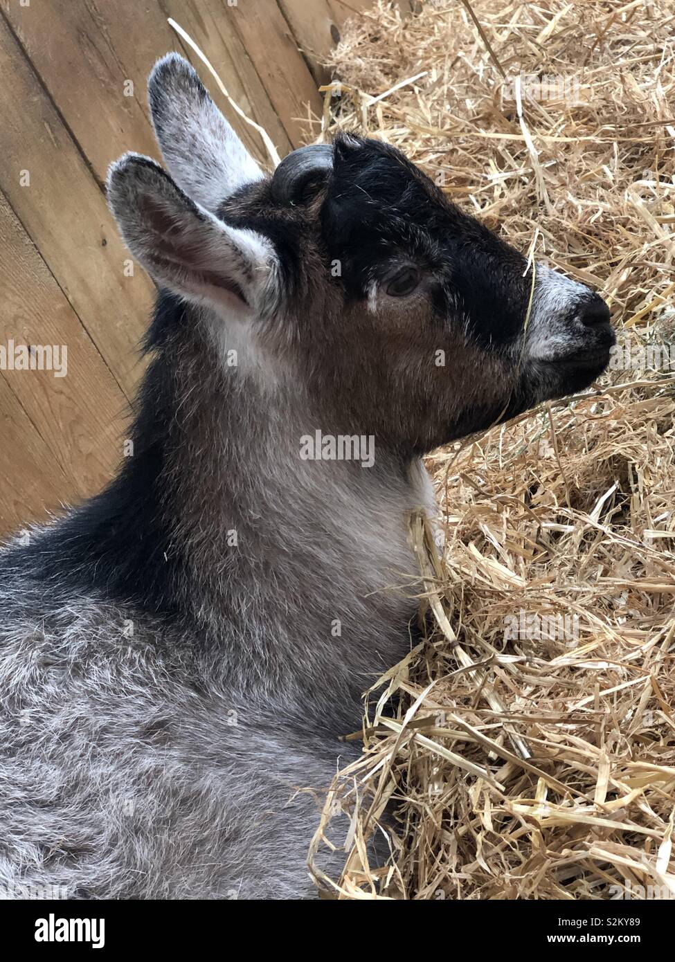 Cute baby goat Banque de photographies et d’images à haute résolution ...