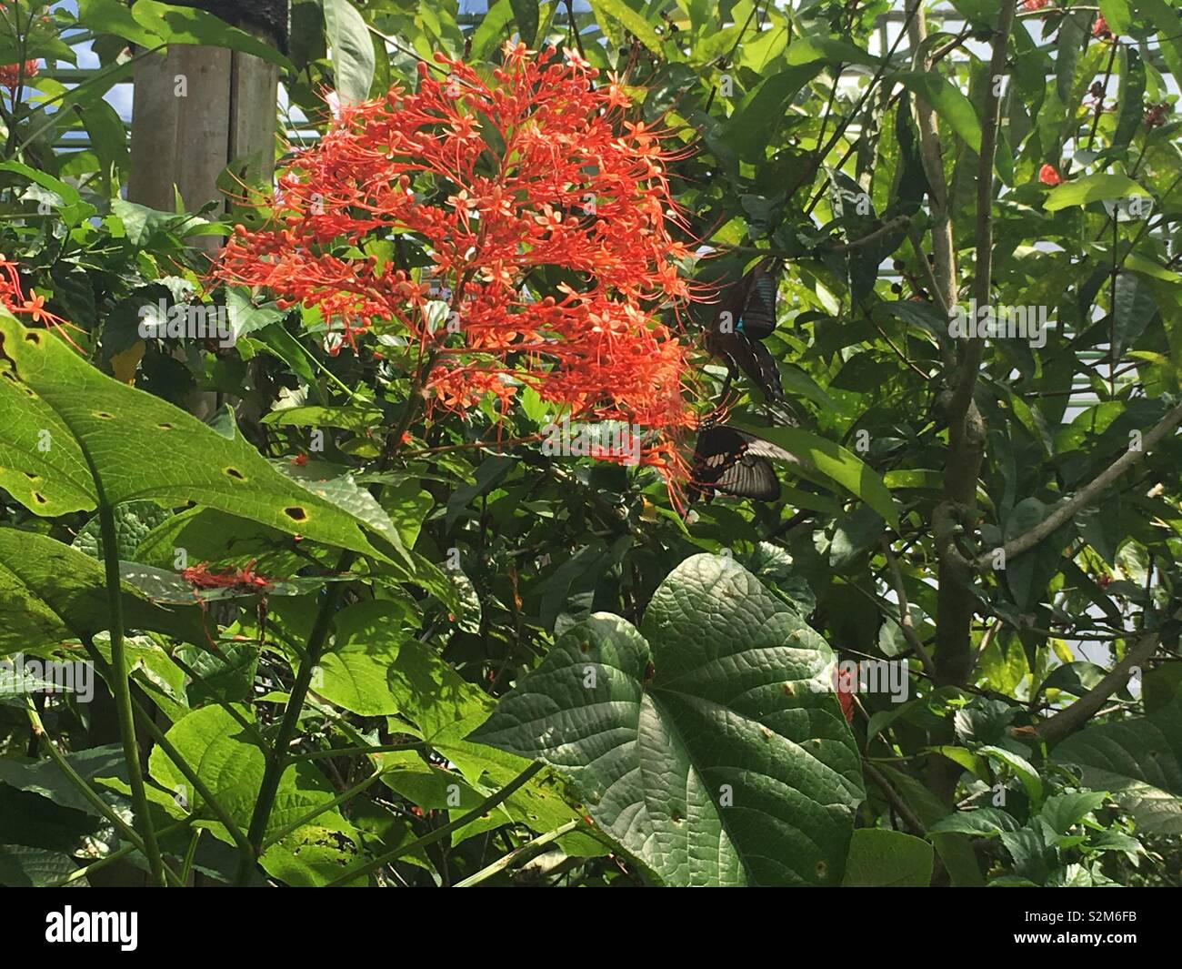 Fleur tropicale rouge Banque de photographies et d’images à haute ...