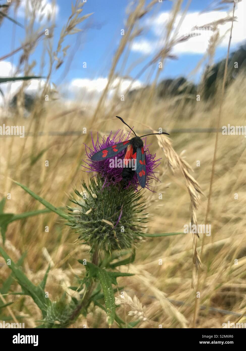 Joli Insecte Banque d'image et photos - Alamy