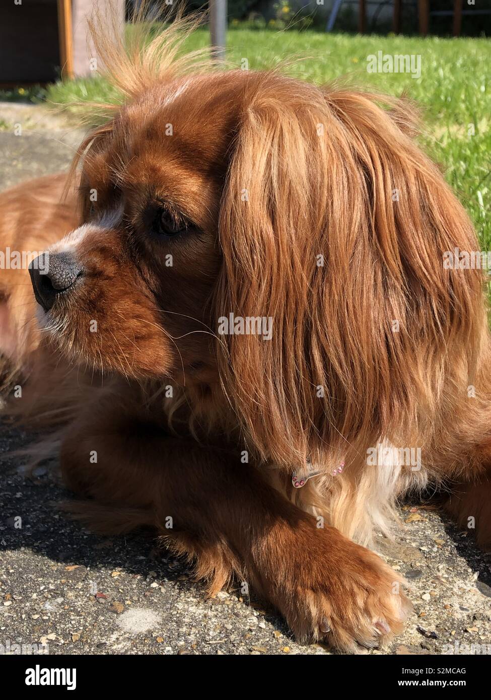 Avec Cavalier King Charles Ruby Banque d'image et photos - Alamy